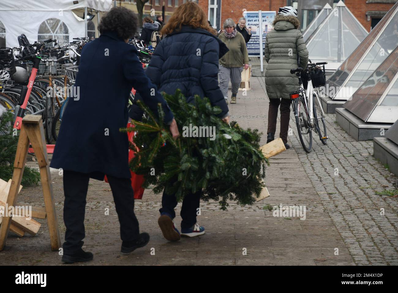 Copenhagen/Denmark/23 December 2022/ Christms trees for sale at ...