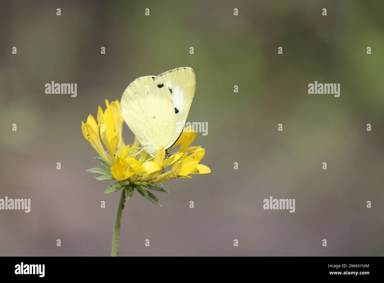 Small pierid butterfly species hi-res stock photography and images - Alamy