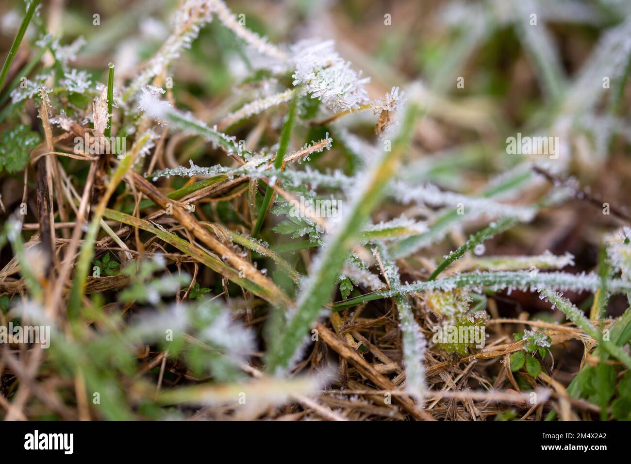 Frosted meadow grasses hi-res stock photography and images - Alamy