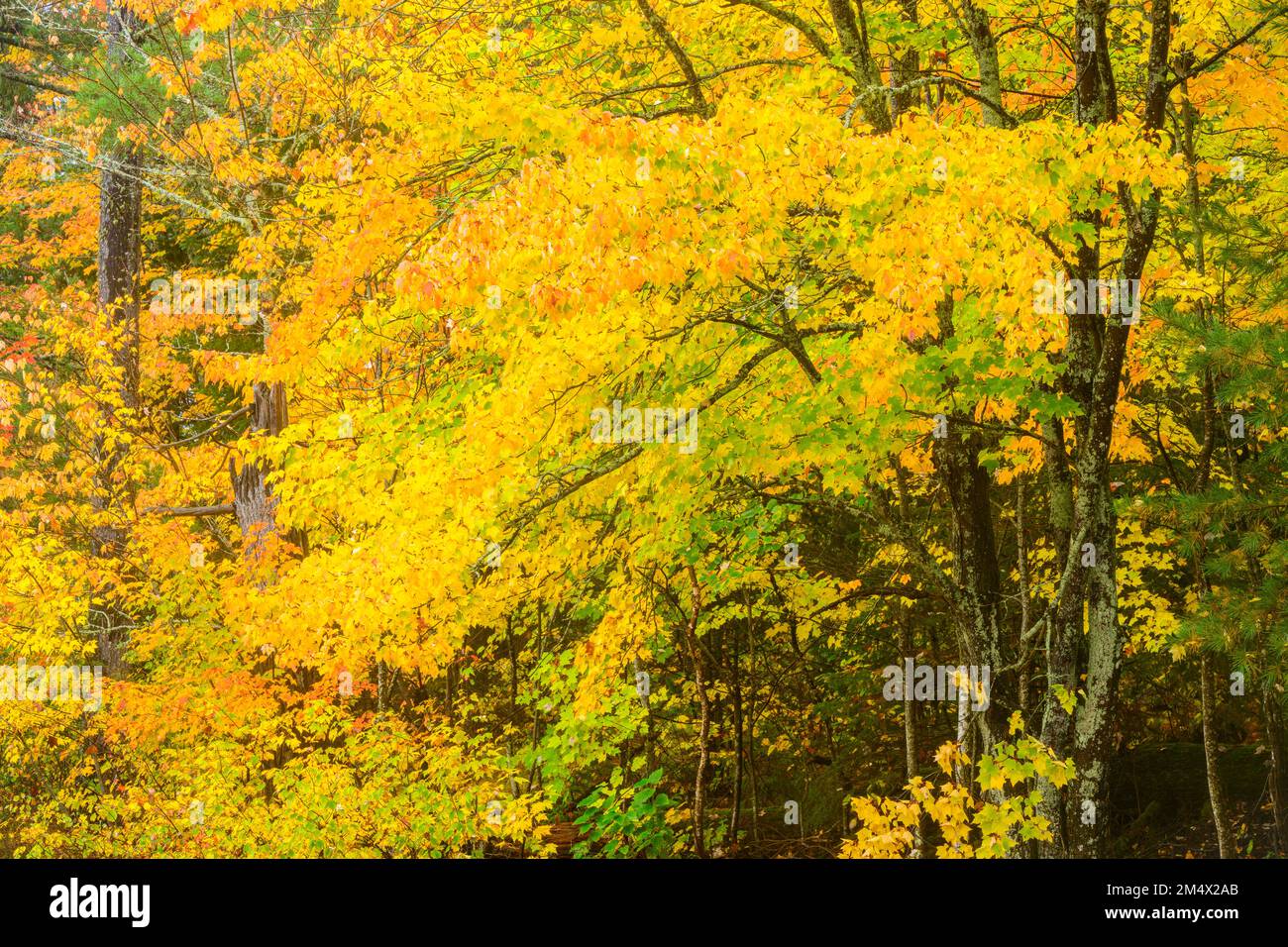 Colorful hardwoods hi-res stock photography and images - Alamy