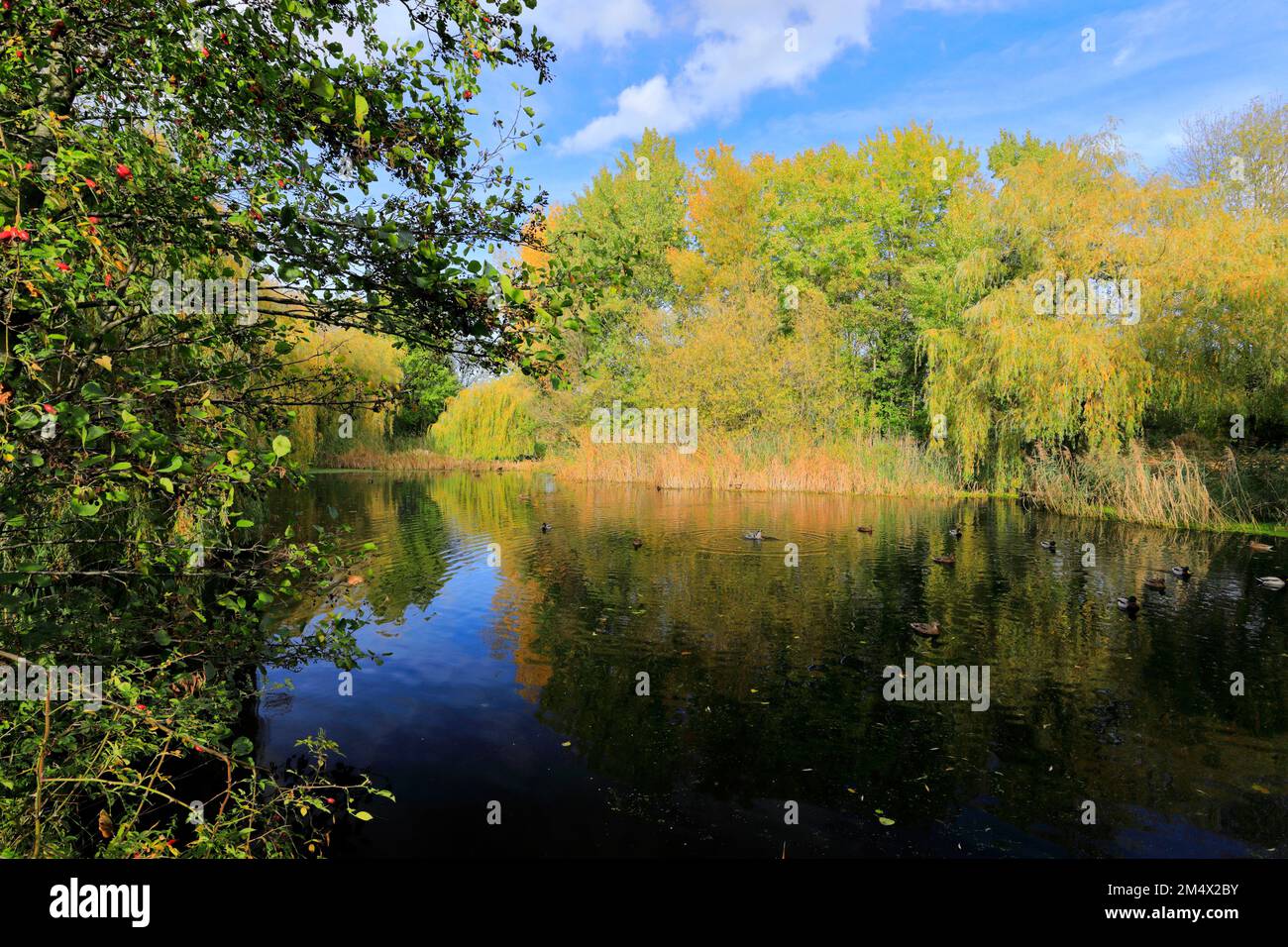 Whitemoor lake hi-res stock photography and images - Alamy