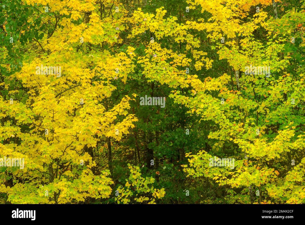 Autumn hardwoods, Algonquin Provincial Park, Ontario, Canada Stock ...