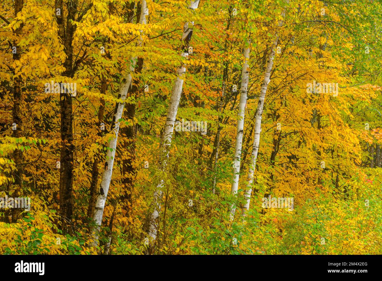 Autumn hardwoods, Algonquin Provincial Park, Ontario, Canada Stock ...