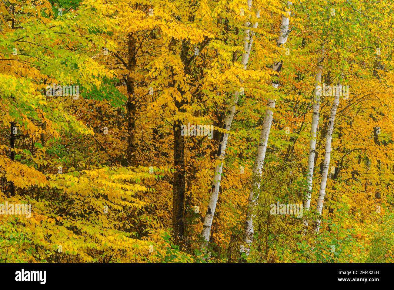 Temperate hardwoods hi-res stock photography and images - Alamy