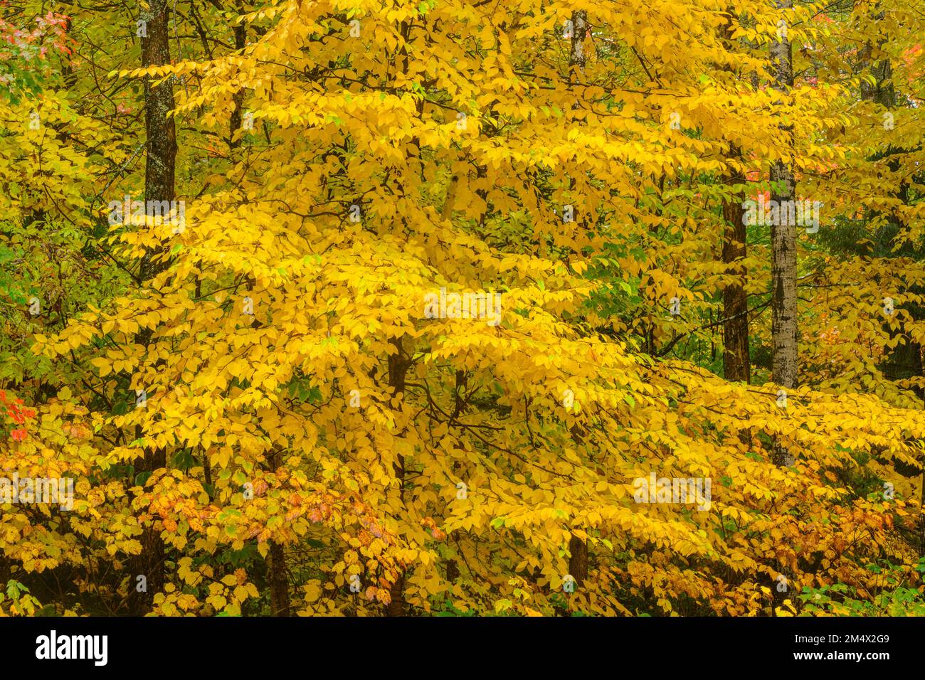Colorful hardwoods hi-res stock photography and images - Alamy