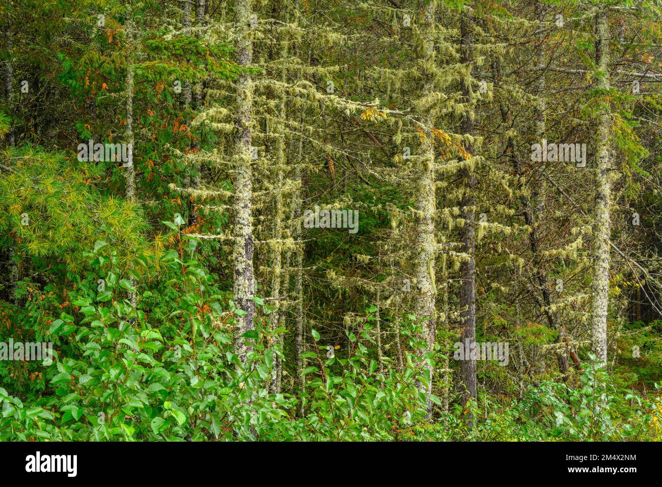 Spruce trees with old man's beard lichen, Algonquin Provincial Park ...