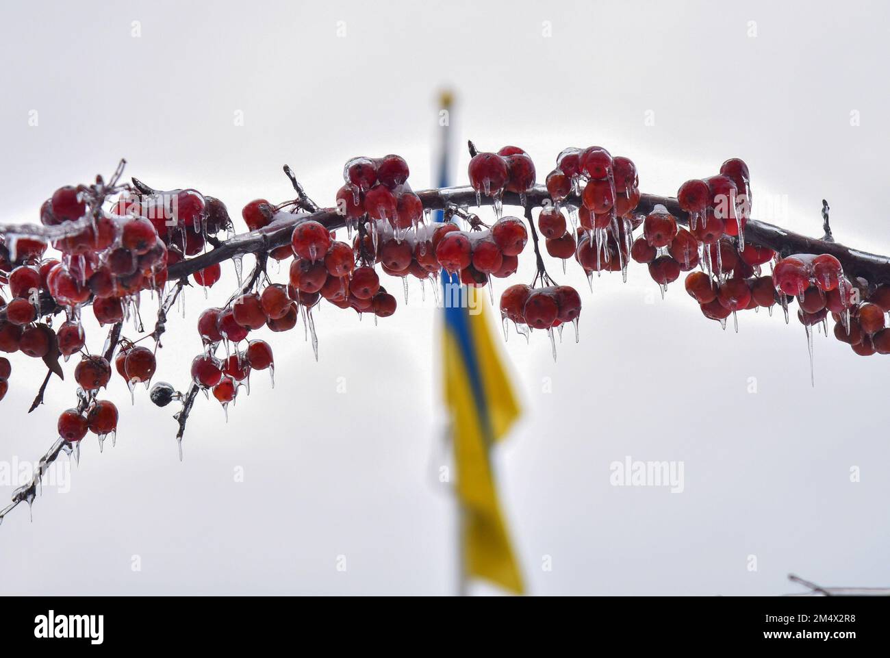 Lviv, Ukraine. 14th Dec, 2022. Berries on the branches of a tree ...