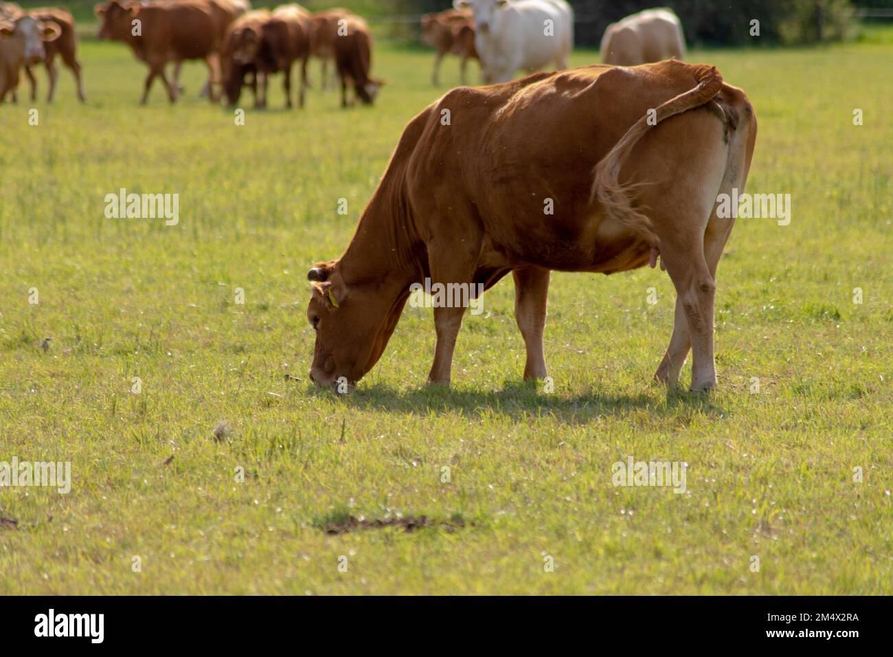 A cow grazing on a lush green field. High quality photo Stock Photo - Alamy
