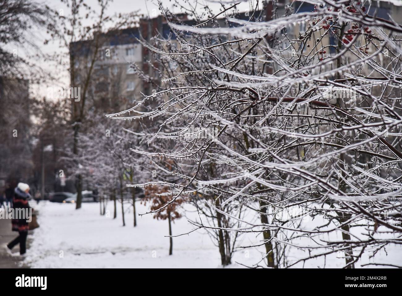 Lviv, Ukraine. 14th Dec, 2022. Tree branches are covered with ice after ...