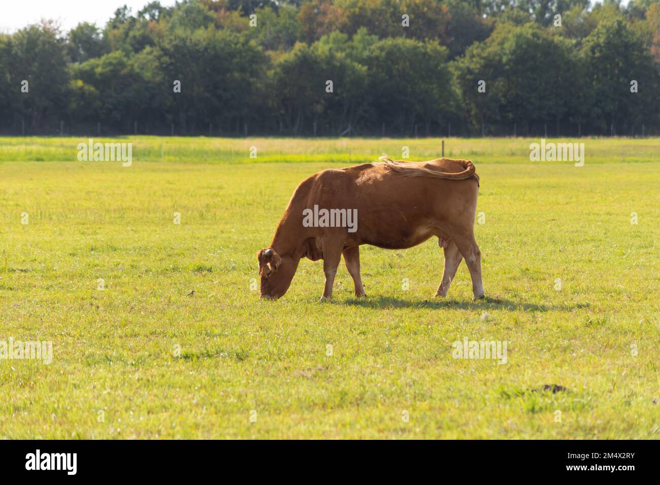 A cow grazing on a lush green field. High quality photo Stock Photo - Alamy