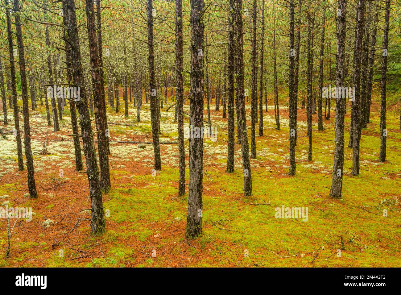Lichen colonies in the understory of a spruce woodland, Algonquin ...