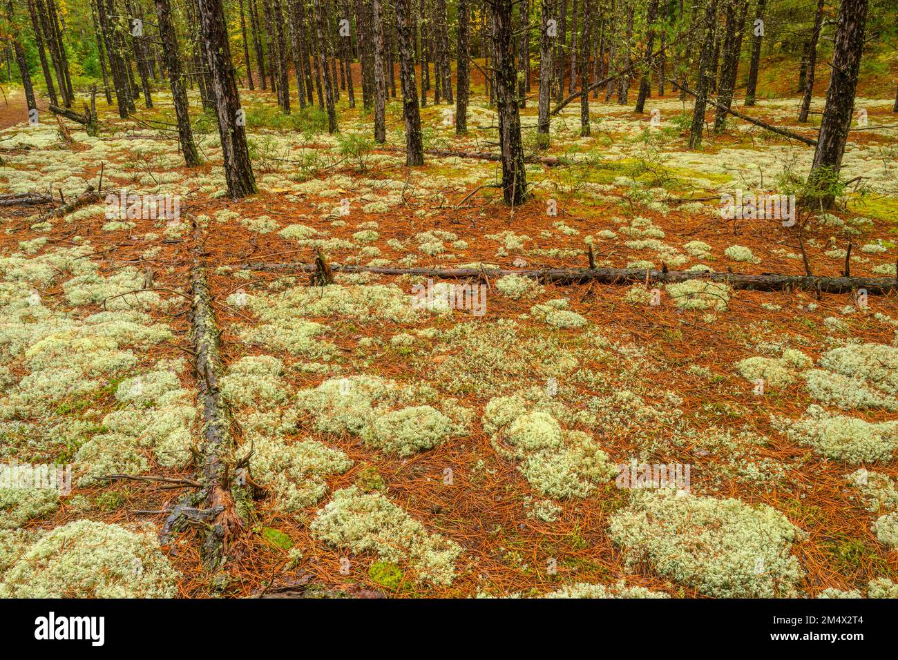 Lichen colonies in the understory of a spruce woodland, Algonquin ...