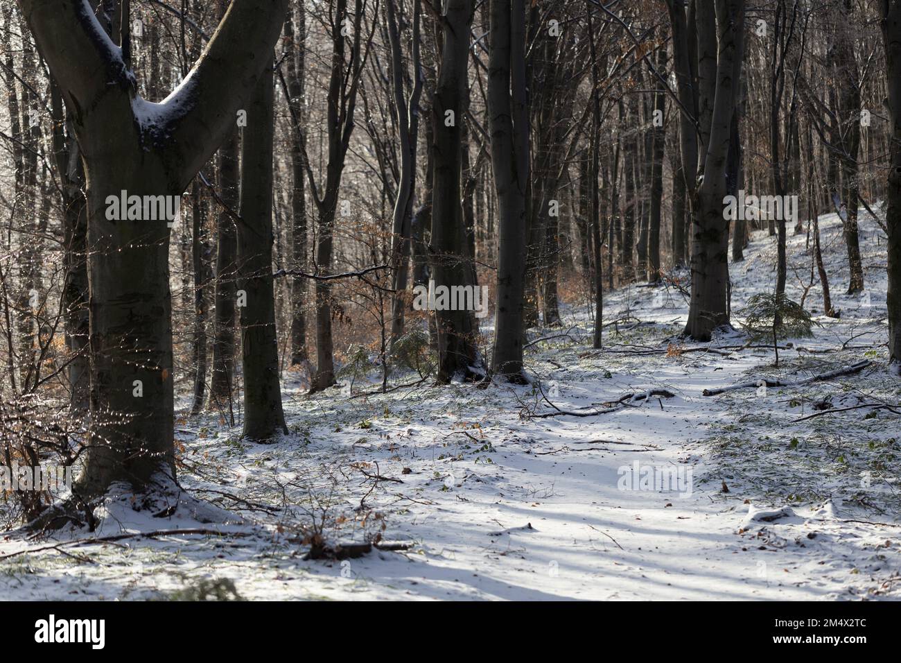 Beech forest in winter on a beautiful frosty day. A unique winter ...