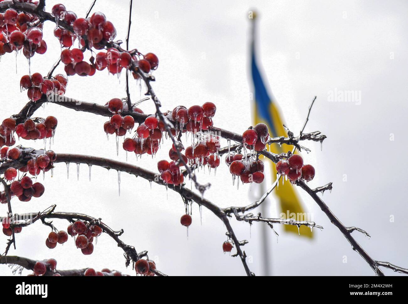 Lviv, Ukraine. 14th Dec, 2022. Berries on the branches of a tree ...