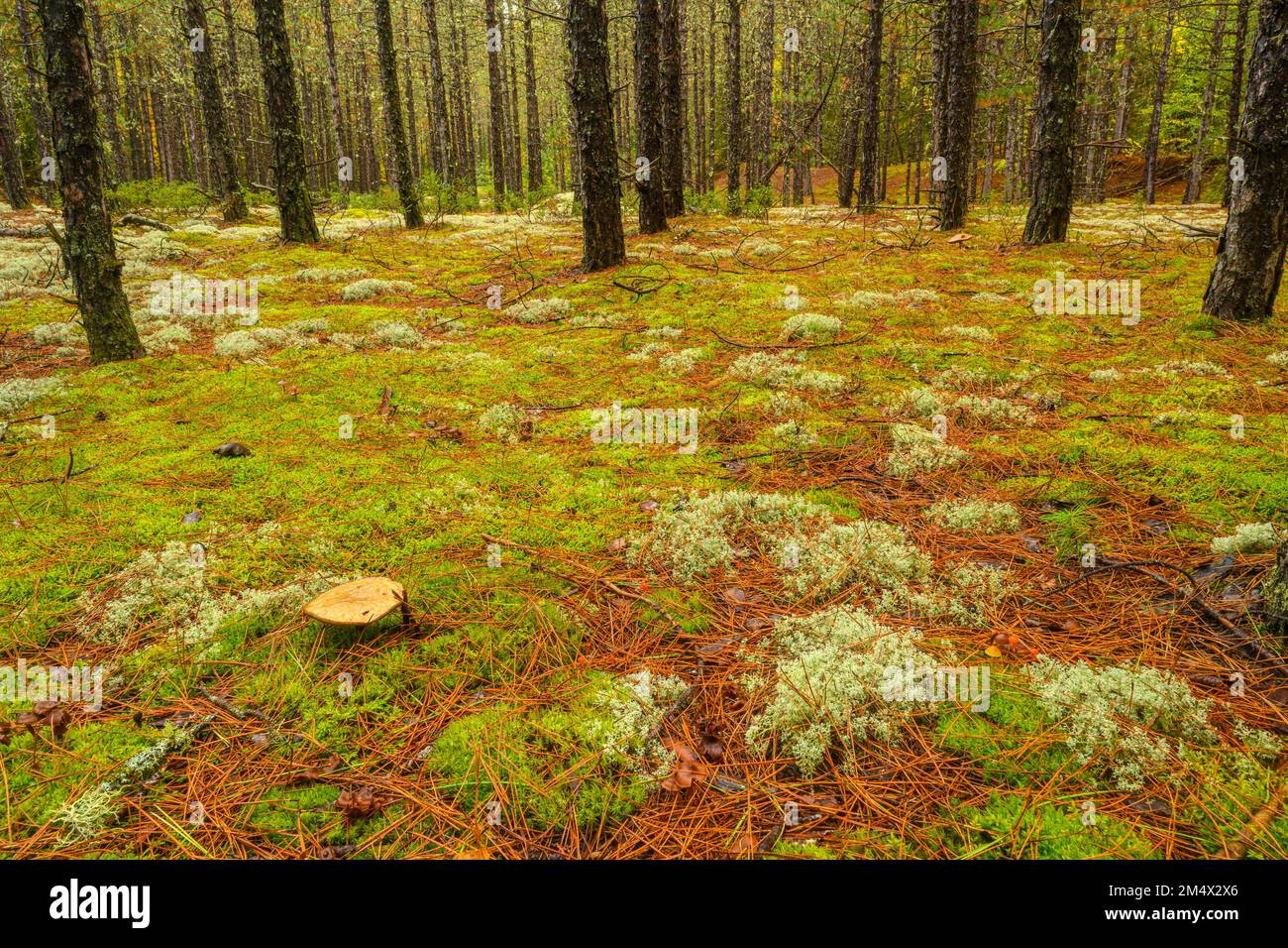 Lichen colonies in the understory of a spruce woodland, Algonquin ...