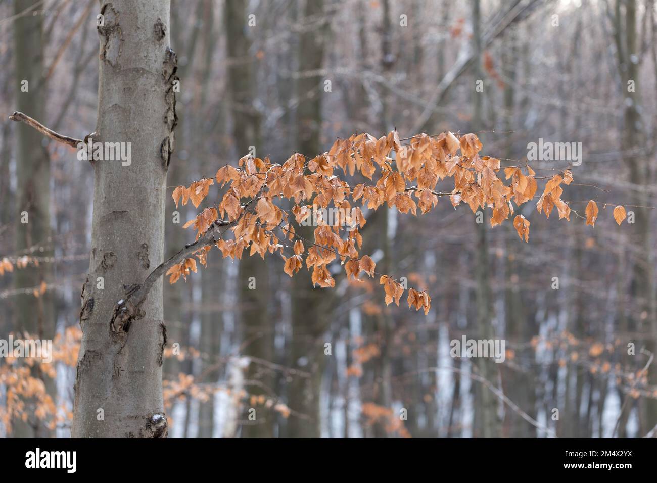 Beech forest in winter on a beautiful frosty day. A unique winter ...
