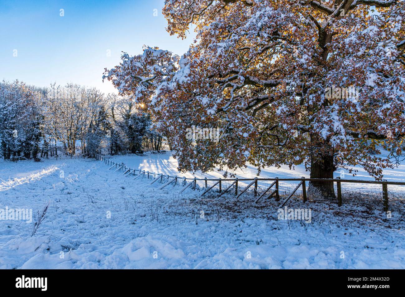 Early winter snow on an oak tree still in leaf on the Cotswolds at ...