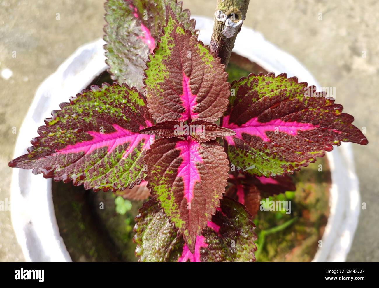 Decorative garden plant - Plectranthus scutellarioides. Family ...