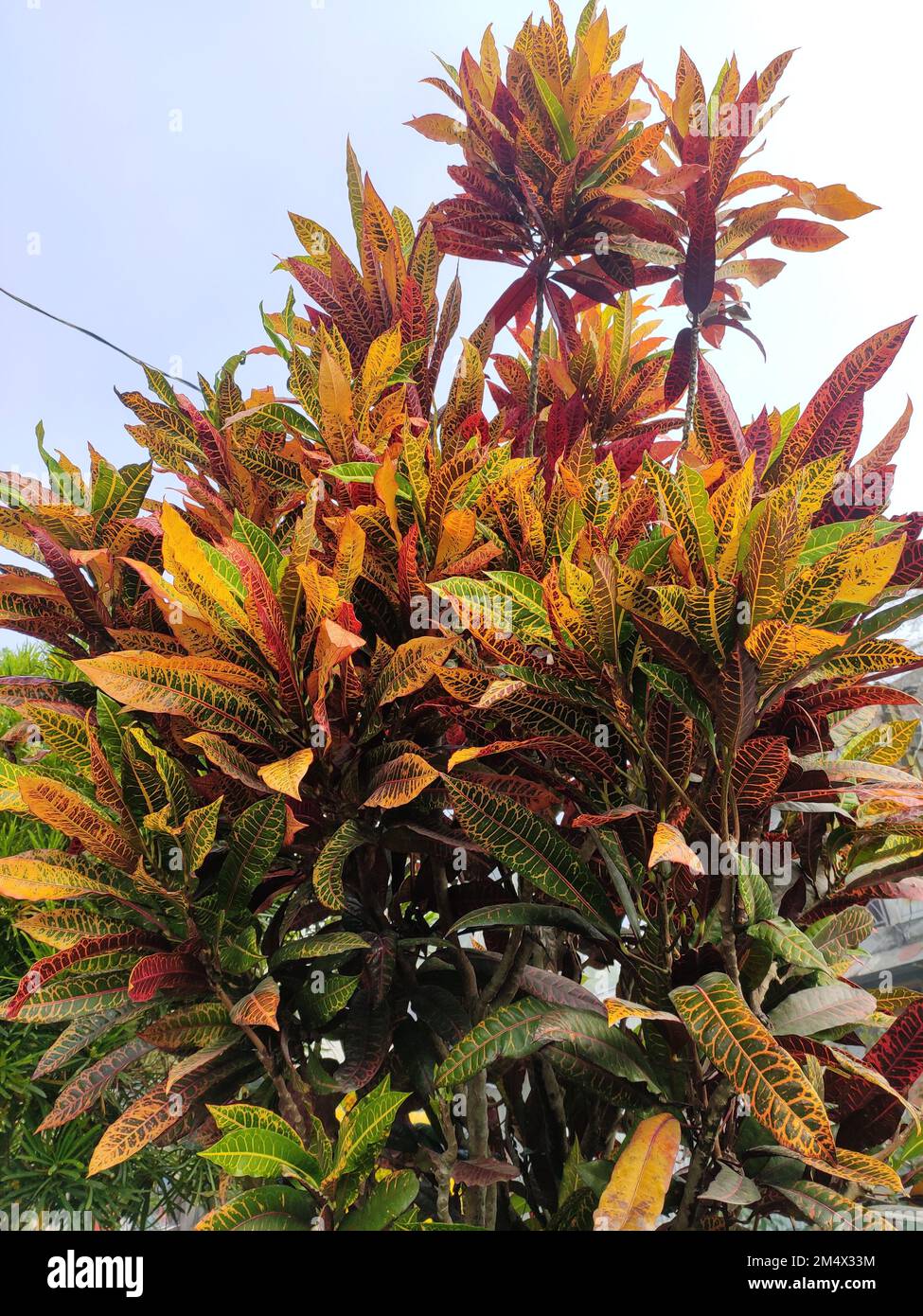 Garden foliage plant - Croton is an extensive flowering plant genus in ...