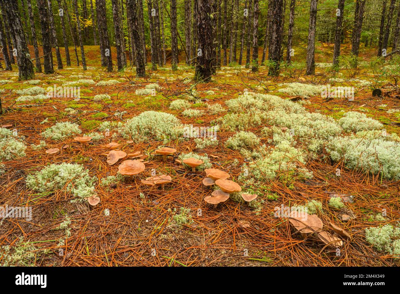 Lichen colonies in the understory of a spruce woodland, Algonquin ...