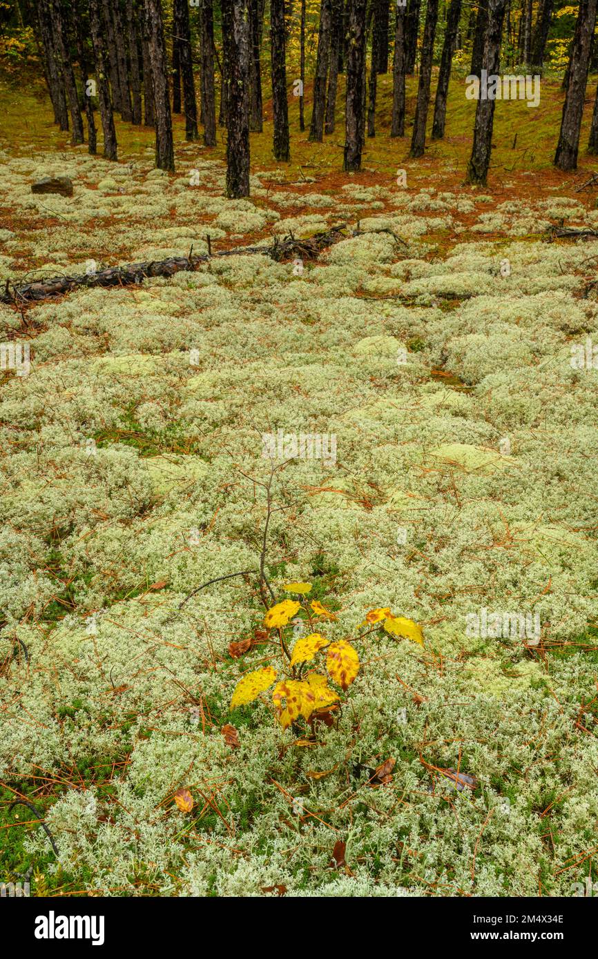 Lichen colonies in the understory of a spruce woodland, Algonquin ...