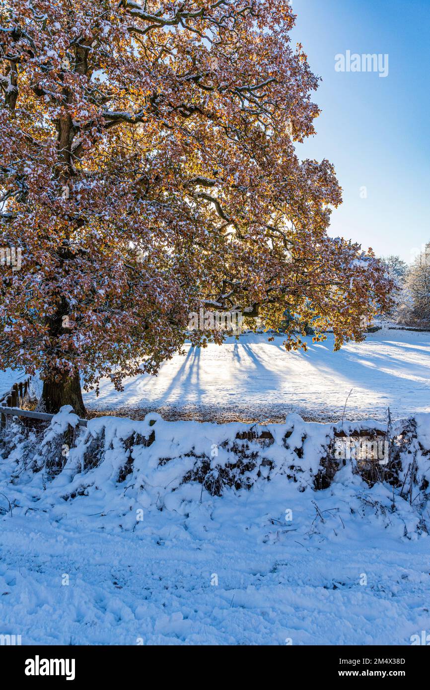 Early winter snow on an oak tree still in leaf on the Cotswolds at ...