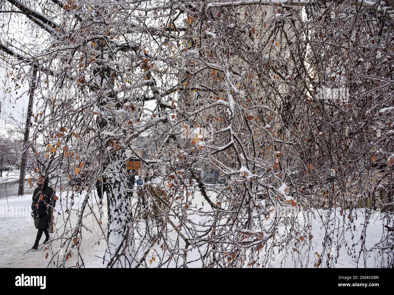Lviv, Ukraine. 14th Dec, 2022. Tree branches are covered with ice after ...