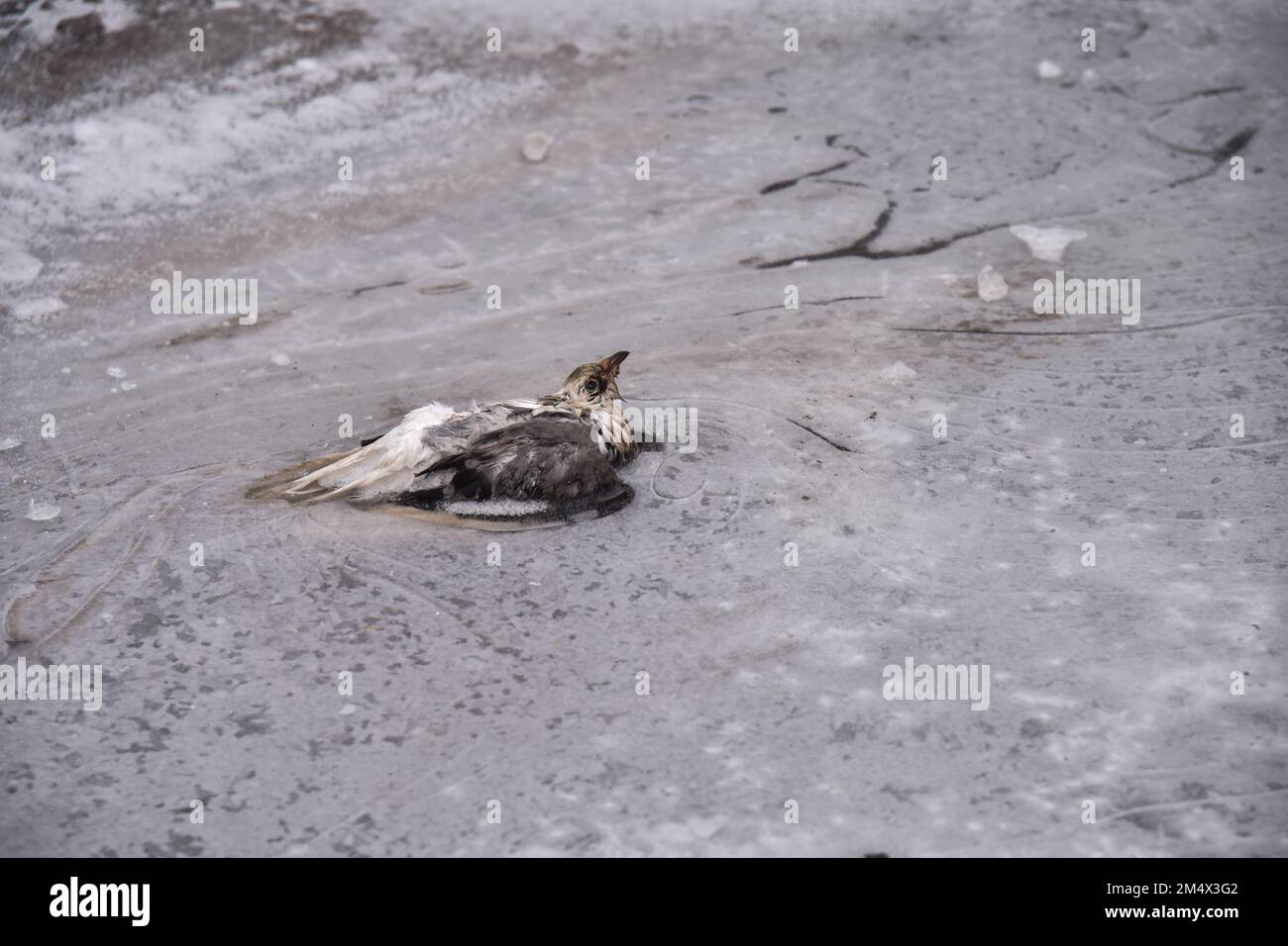 A frozen pigeon after freezing rain in Lviv. (Photo by Pavlo ...