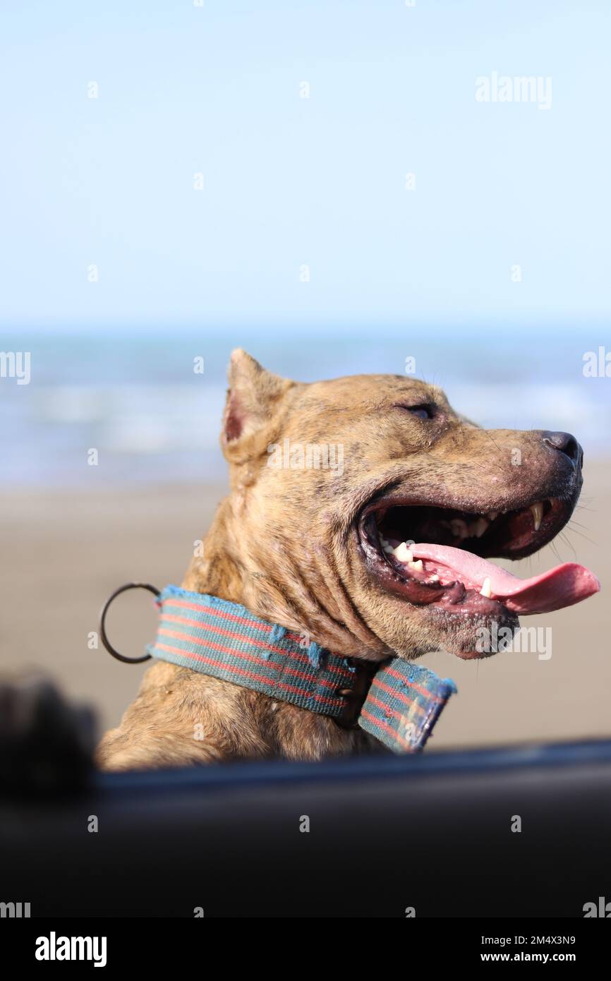 Troy Guard american pitbull terrier Stock Photo - Alamy