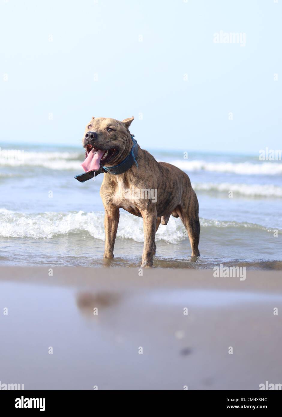 Troy Guard american pitbull terrier Stock Photo - Alamy