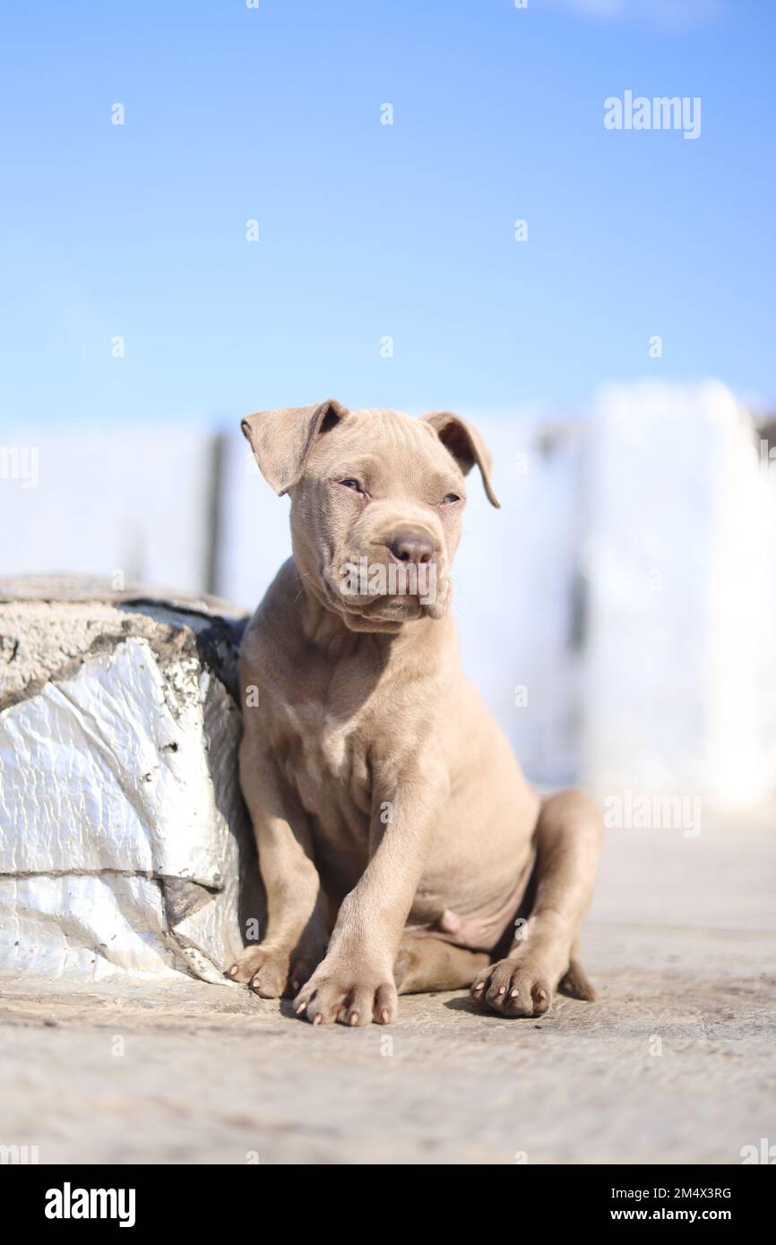hummer Guard american pitbull terrier Stock Photo - Alamy