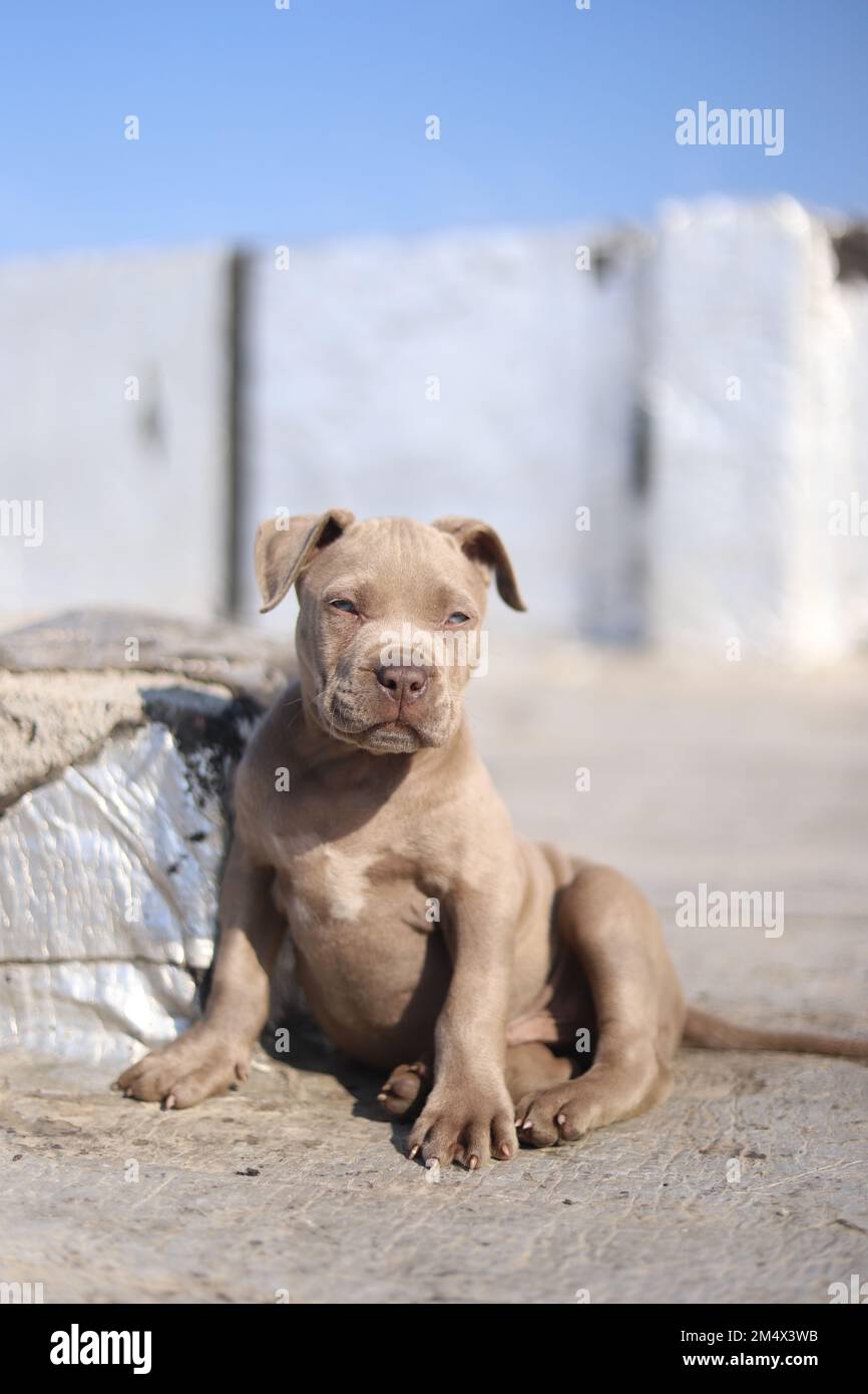 hummer Guard american pitbull terrier Stock Photo - Alamy