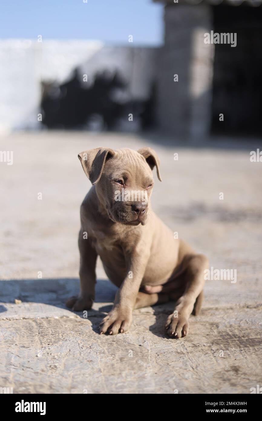 hummer Guard american pitbull terrier Stock Photo - Alamy