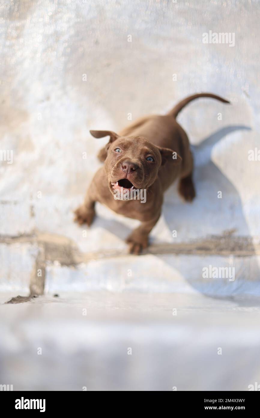 hummer Guard american pitbull terrier Stock Photo - Alamy