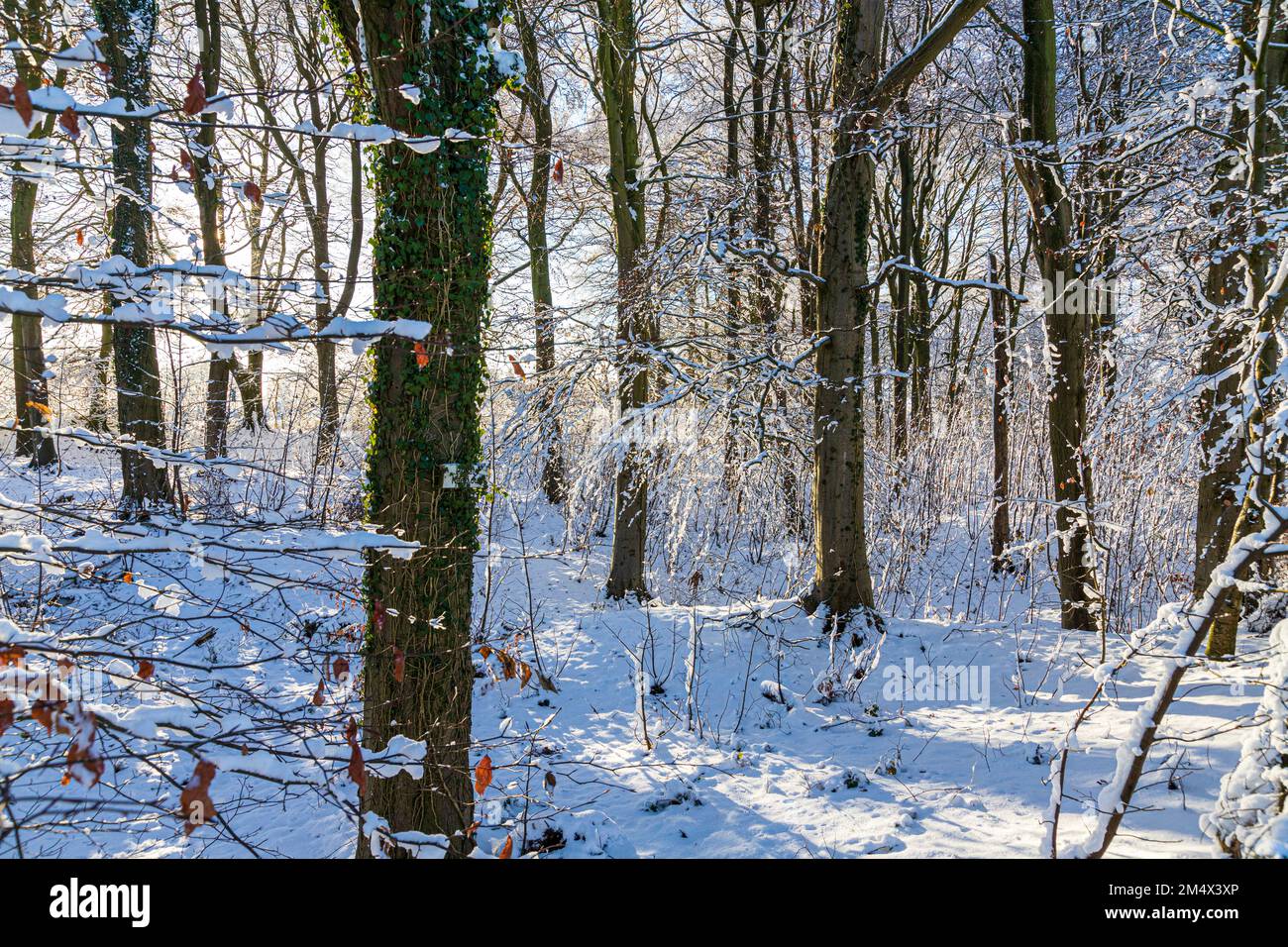 Early winter snow in a woodland on the Cotswolds at Barrow Wake ...