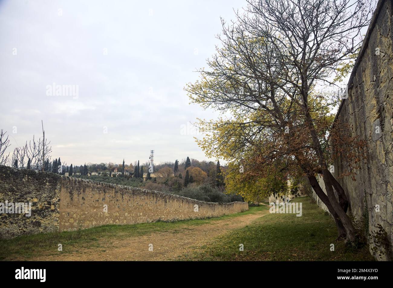 Tree with yellow leaves growing next to a stone fortification in a park ...