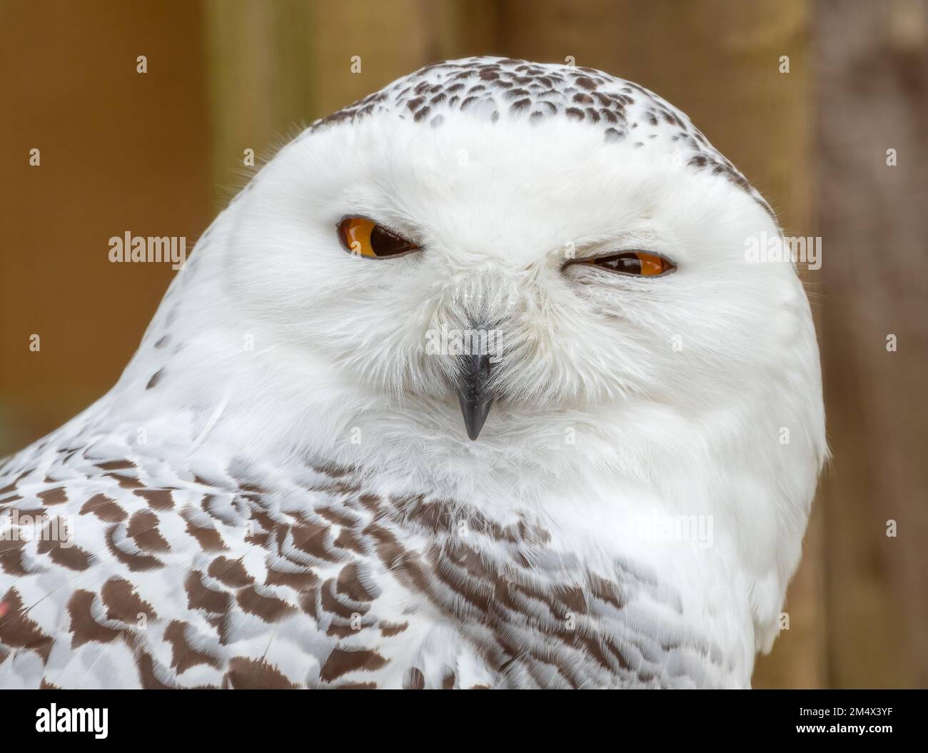 Snowy owl (Bubo scandiacus) makes a funny face at a UK zoo. Funny owl ...