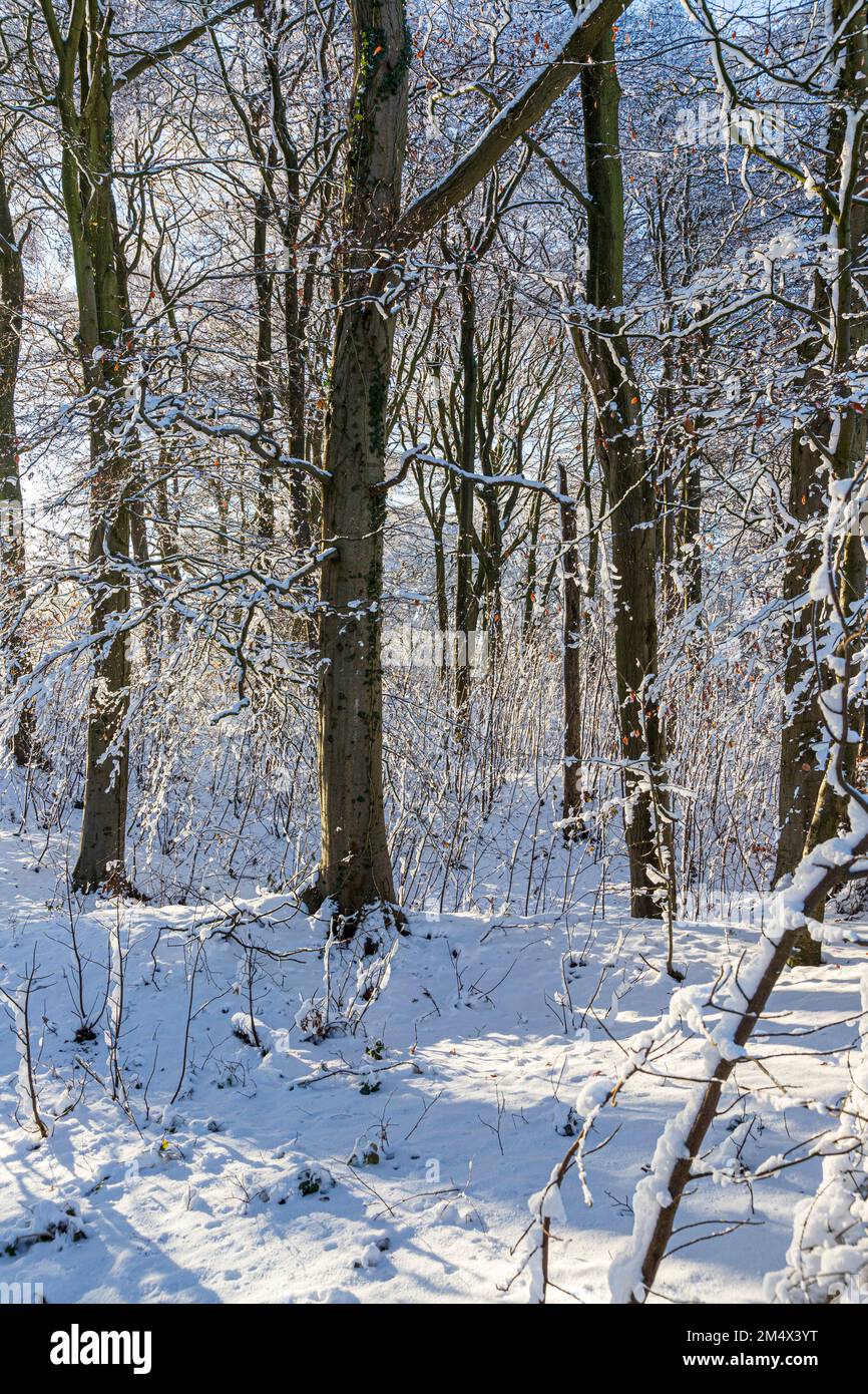 Early winter snow in a woodland on the Cotswolds at Barrow Wake ...