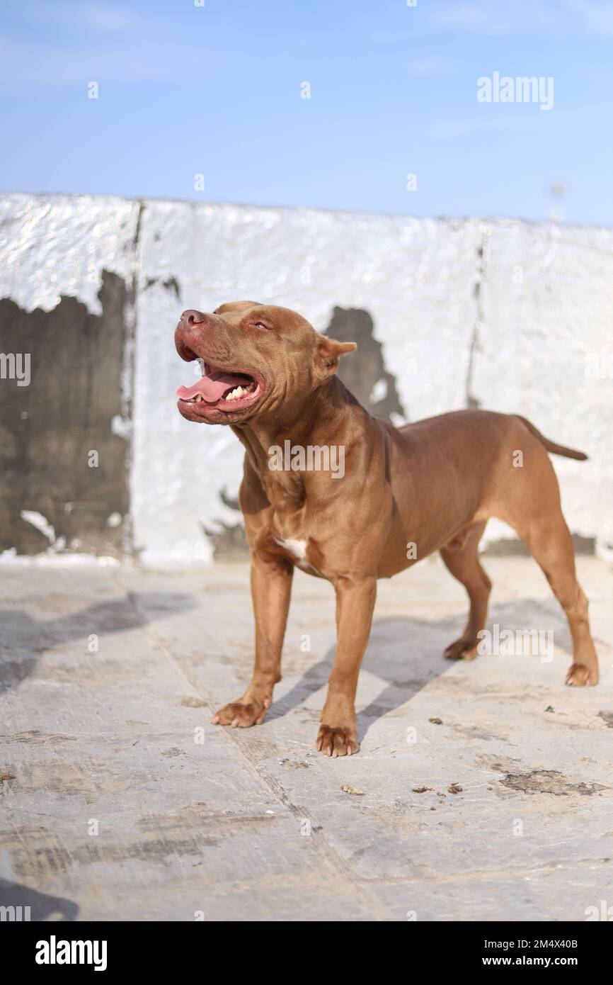 hummer Guard american pitbull terrier Stock Photo - Alamy