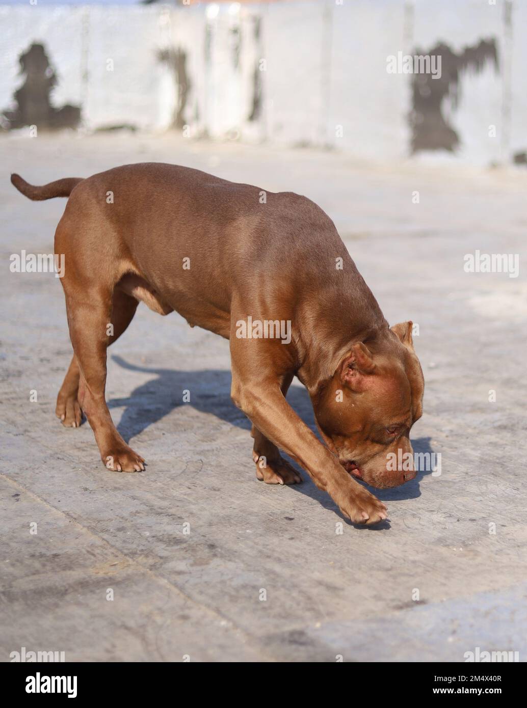 hummer Guard american pitbull terrier Stock Photo - Alamy