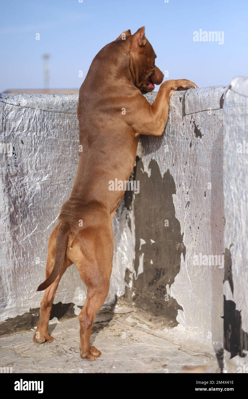 Dohg man hi-res stock photography and images - Alamy