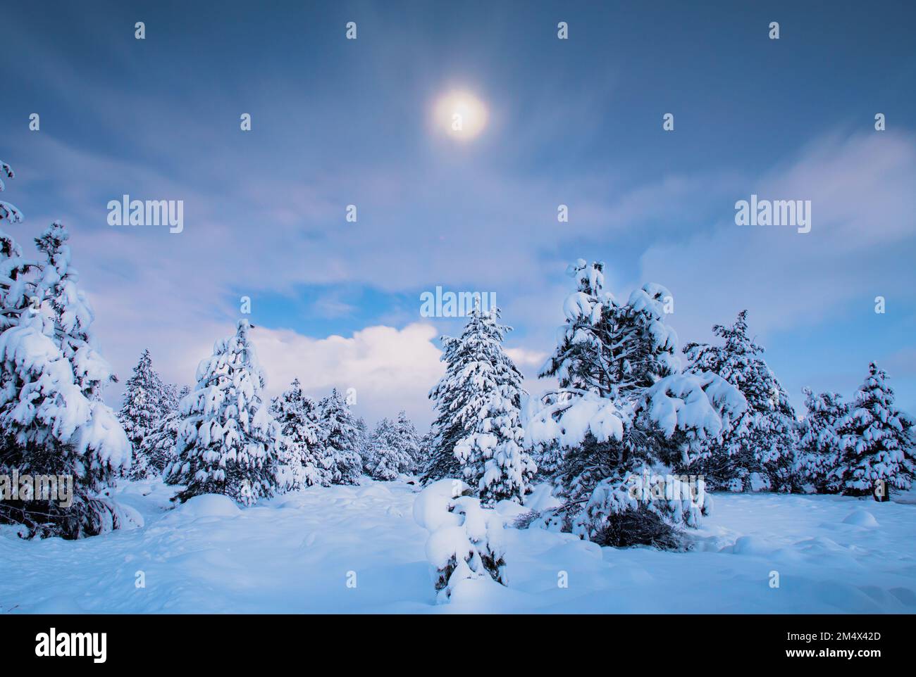 A full moon over a snowy forest. A cold night in the Sierra Nevada ...