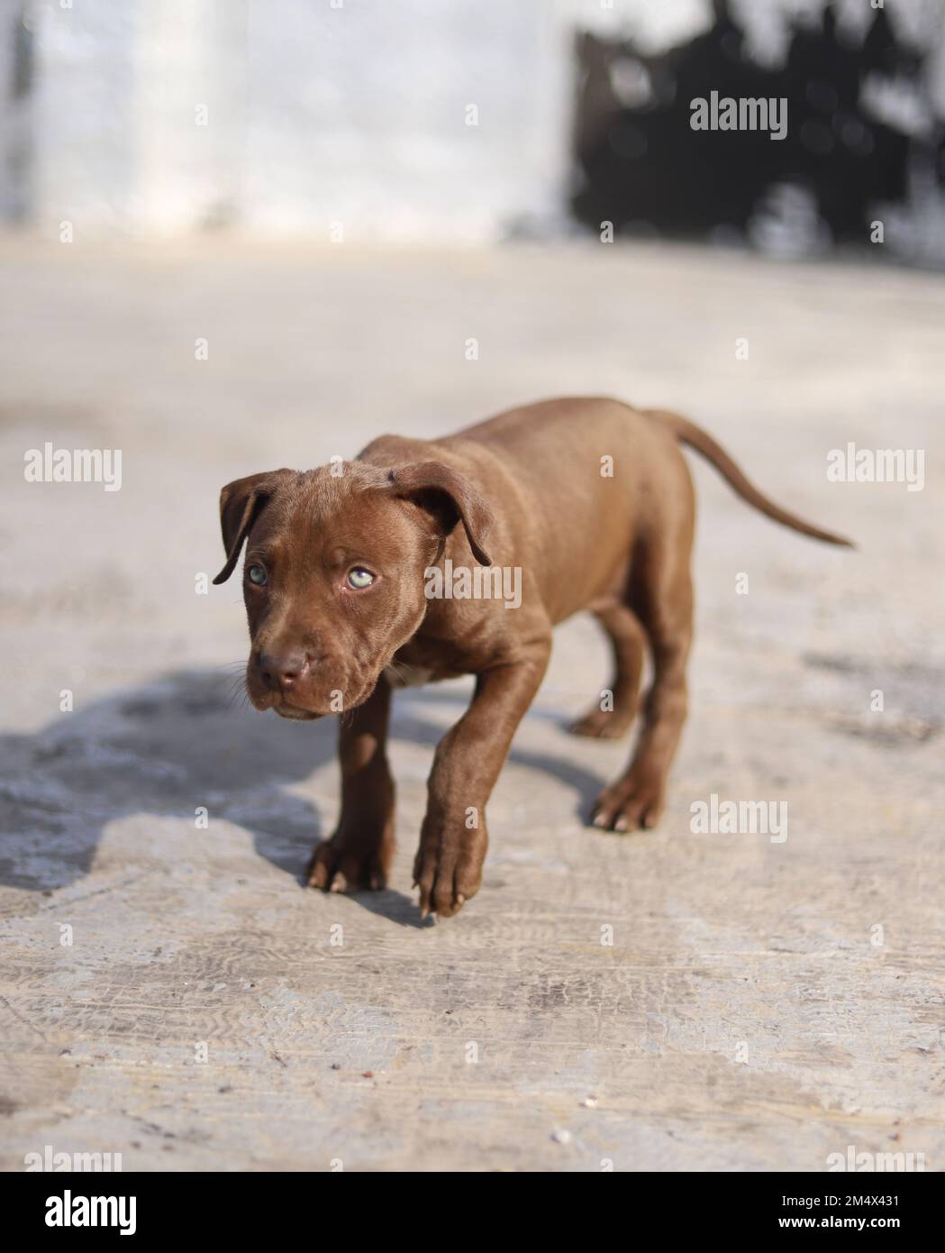 hummer Guard american pitbull terrier Stock Photo - Alamy
