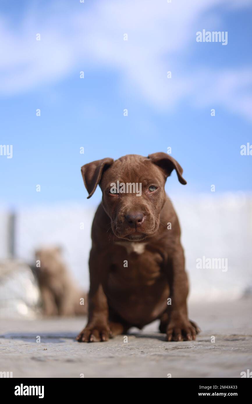 Dohg hi-res stock photography and images - Alamy