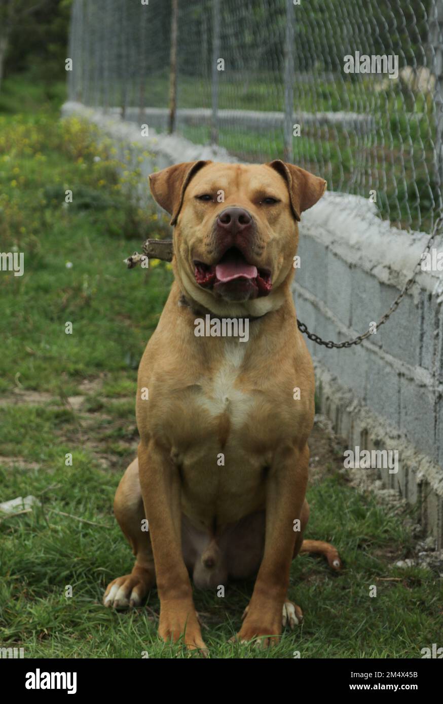 Alphaa Guard american pitbull terrier Stock Photo - Alamy