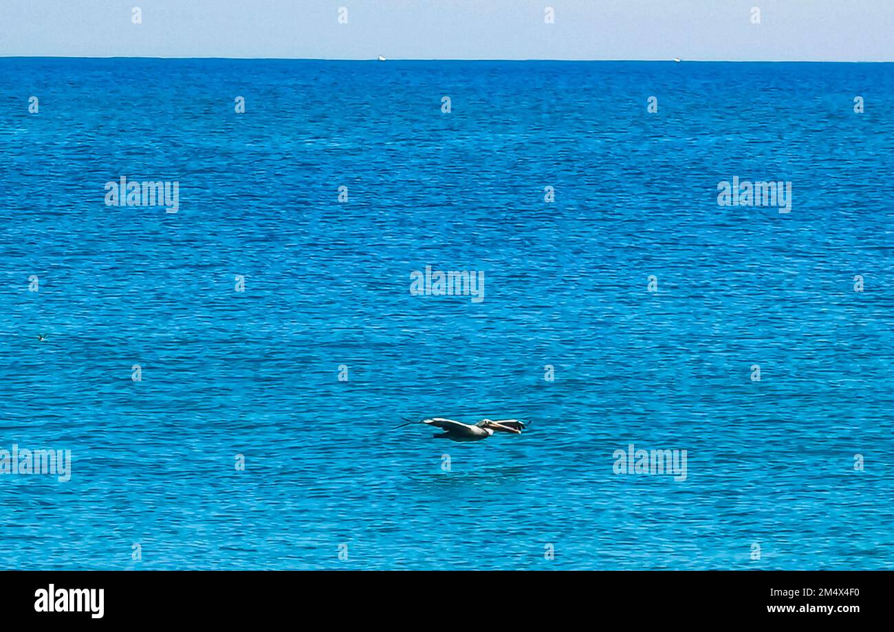 Beautiful pelican bird pelicans birds flying over the sea in Zicatela ...