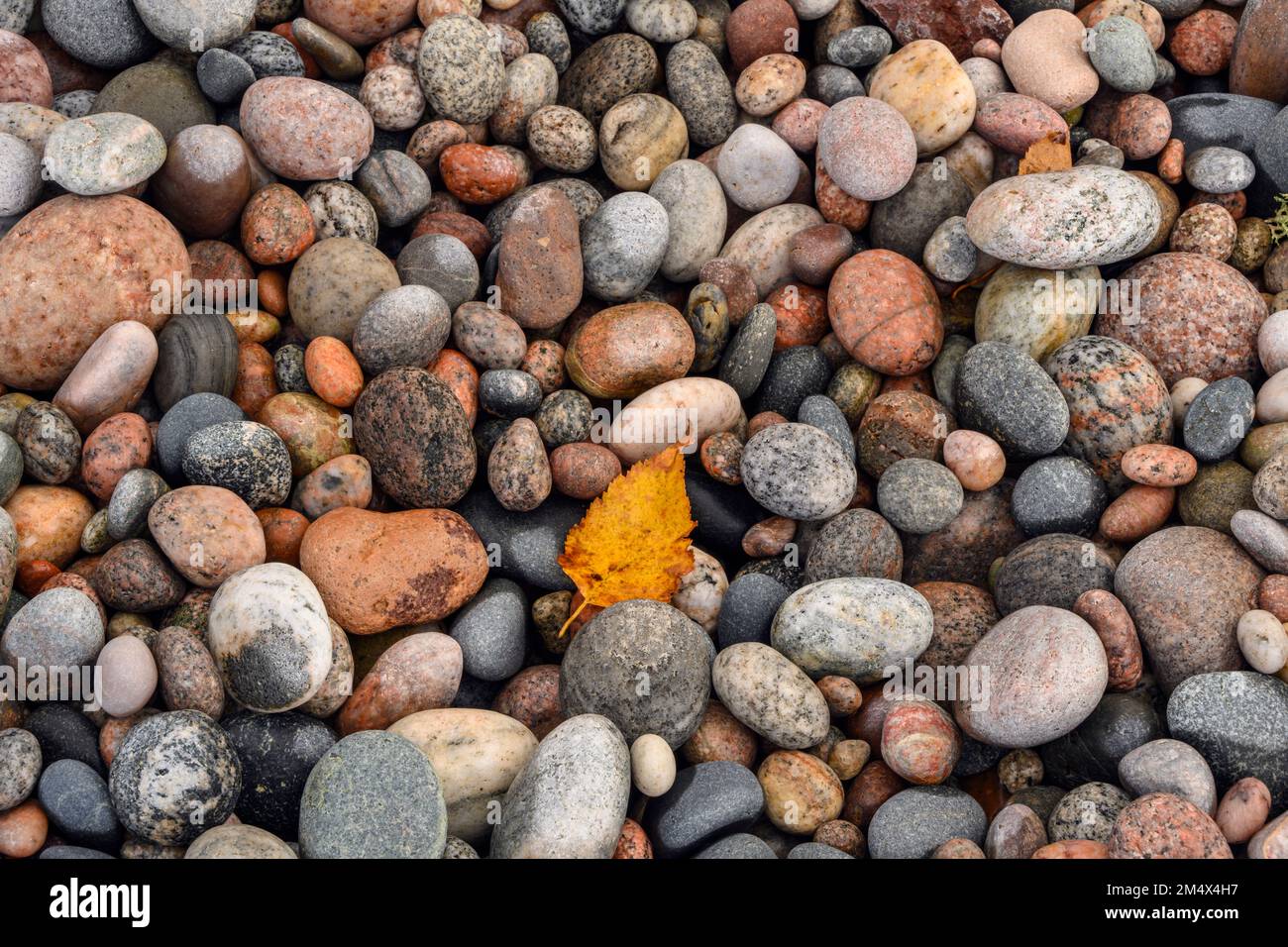 Wave-polished cobblestones and rocks at Sawpit Bay, Sawpit Bay, Ontario ...