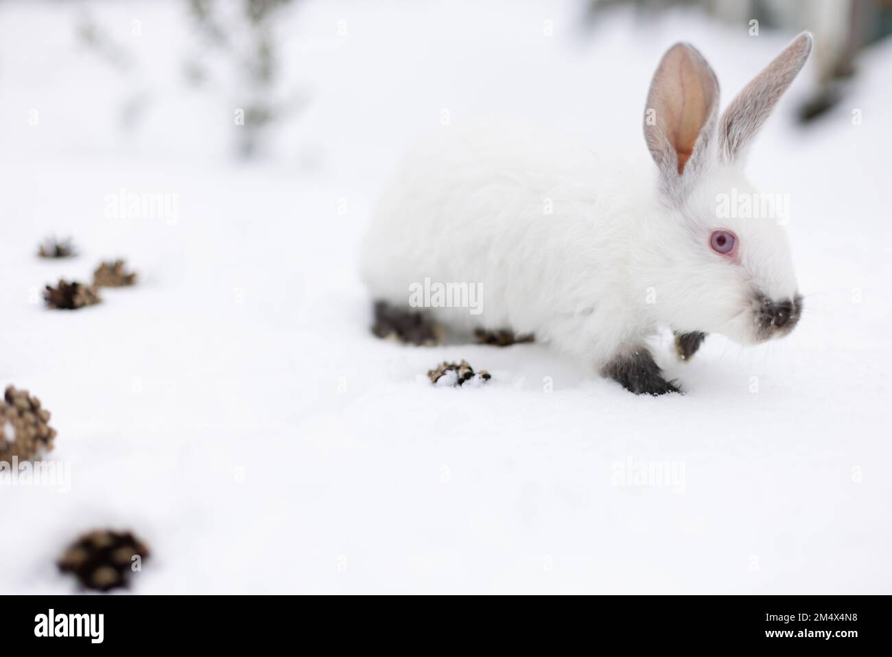 White rabbit walking on the snow between pine cones Stock Photo - Alamy