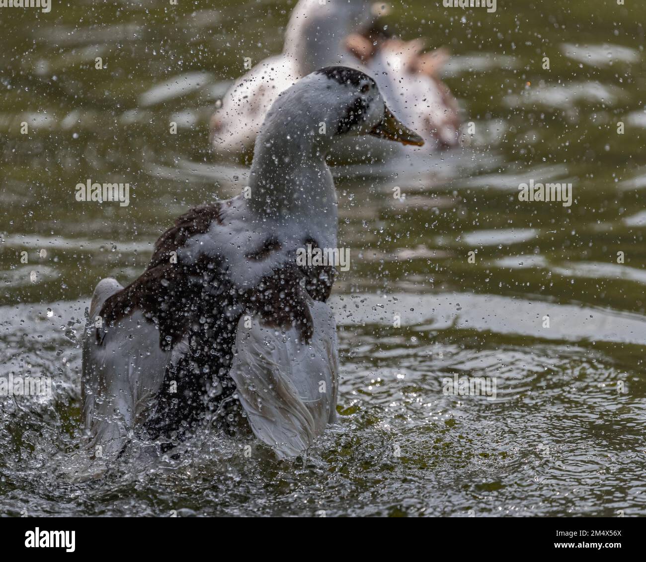 A Duck splashing water in a lake Stock Photo - Alamy
