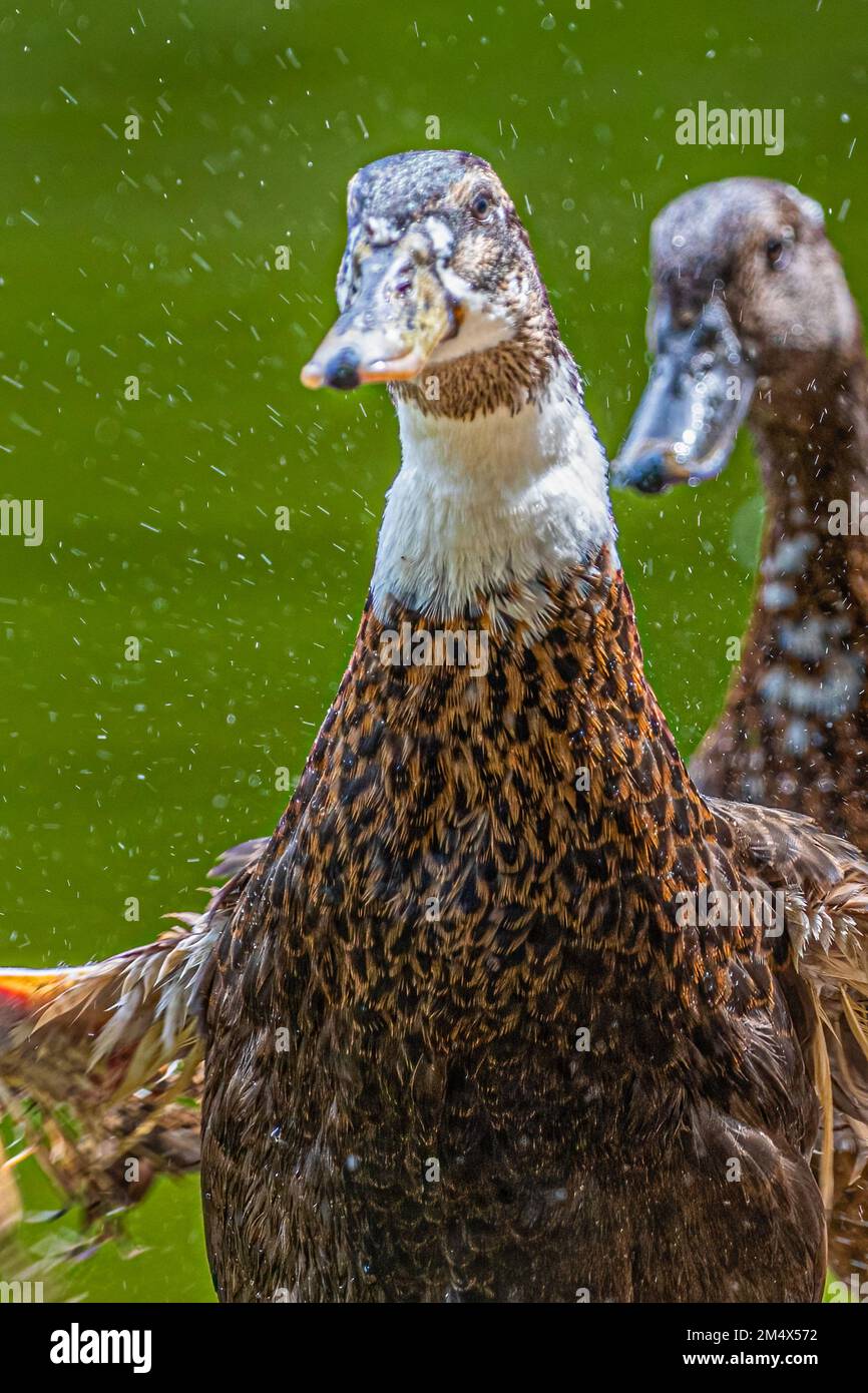 A Domestic duck feather pattern Stock Photo - Alamy